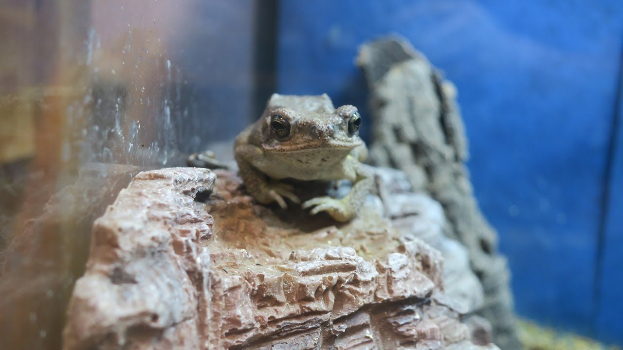 March Frog Room Tour! - YouTube