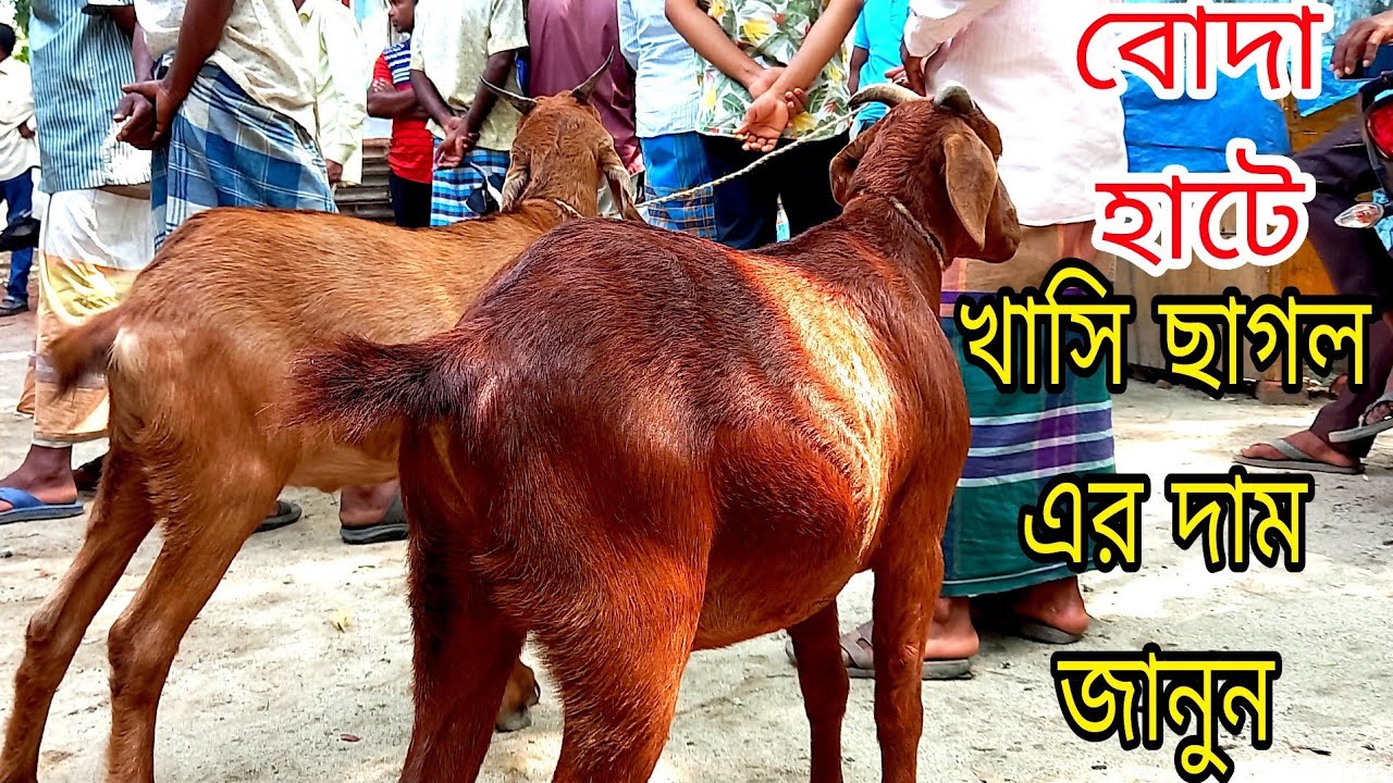 @শুক্রবার | খাসি ছাগল এর দাম জানুন | বোদা হাট পঞ্চগড় | Khasi goat ...