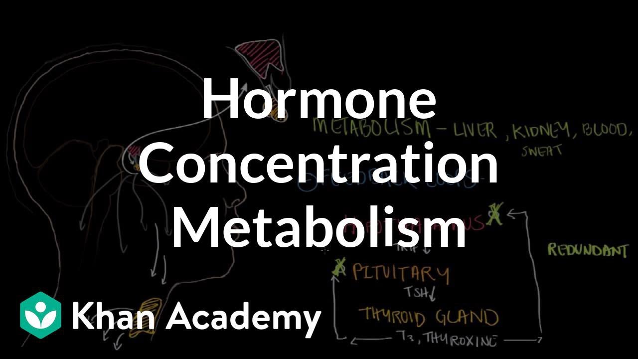 Hormone concentration metabolism and negative feedback | NCLEX-RN ...