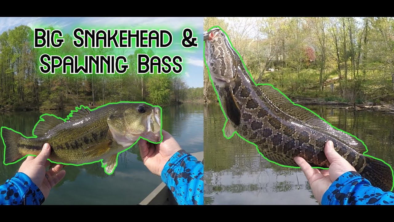 Big Snakehead & Spawning Bass! - YouTube
