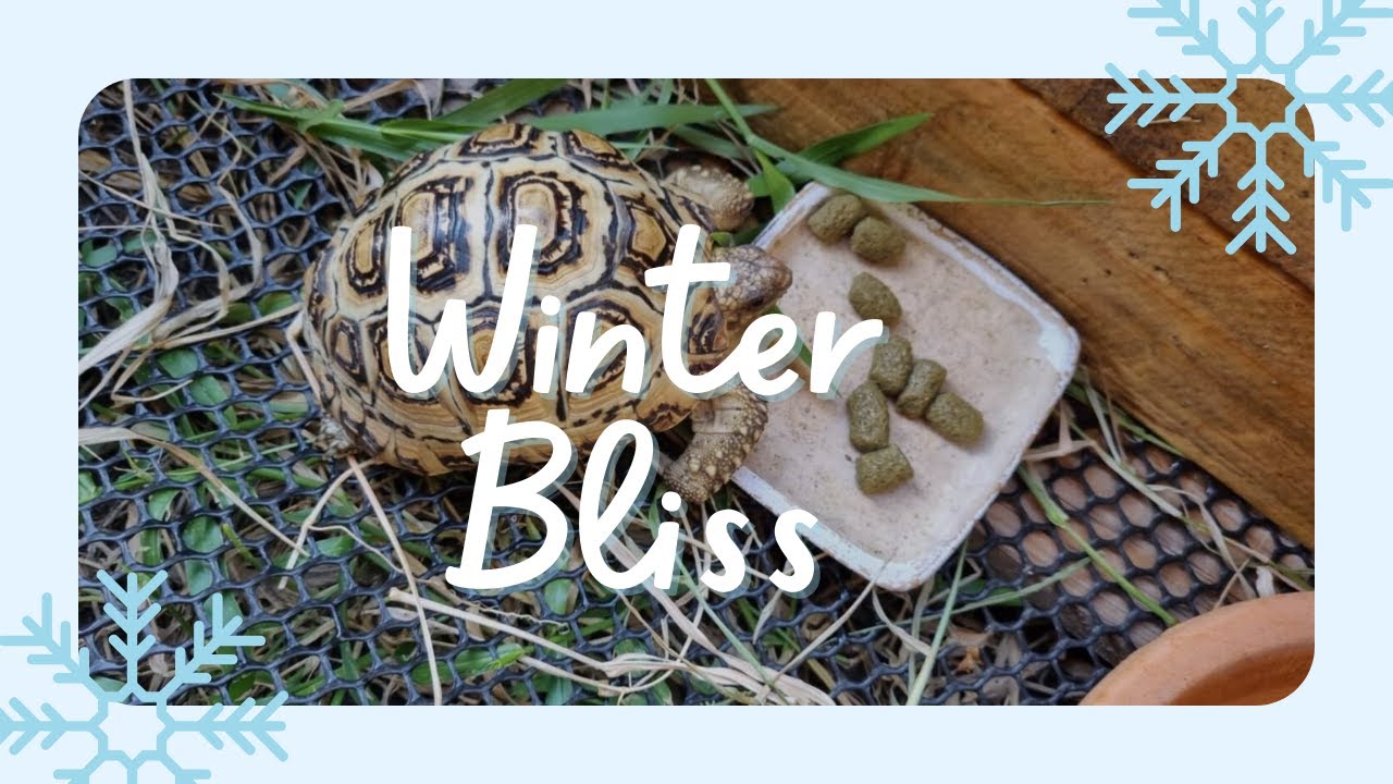 Winter Bliss: A Lukewarm Soak for My Tortoise. - YouTube