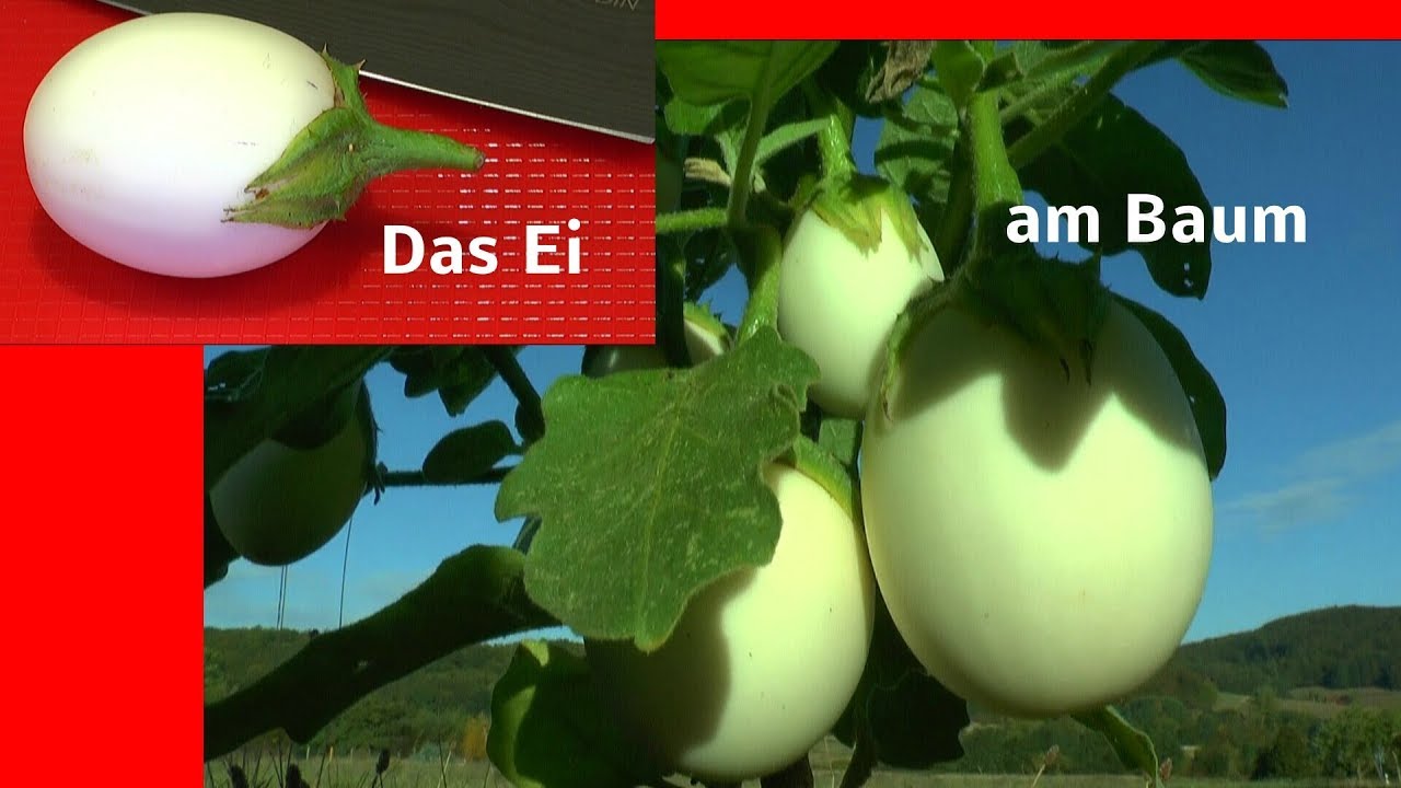 Das Ei vom Baum. Neue Wege in der Anzucht gehen und sehen. Der Eierbaum ...