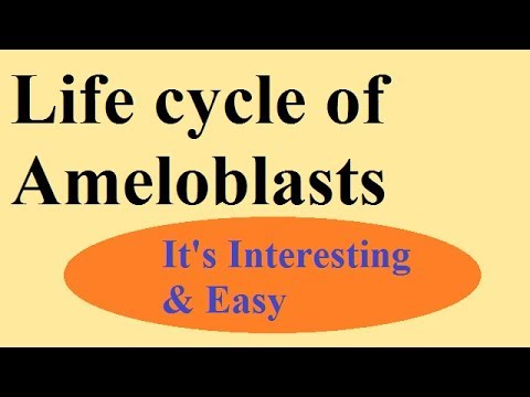 Enamel part 3: Life cycle of ameloblasts - YouTube