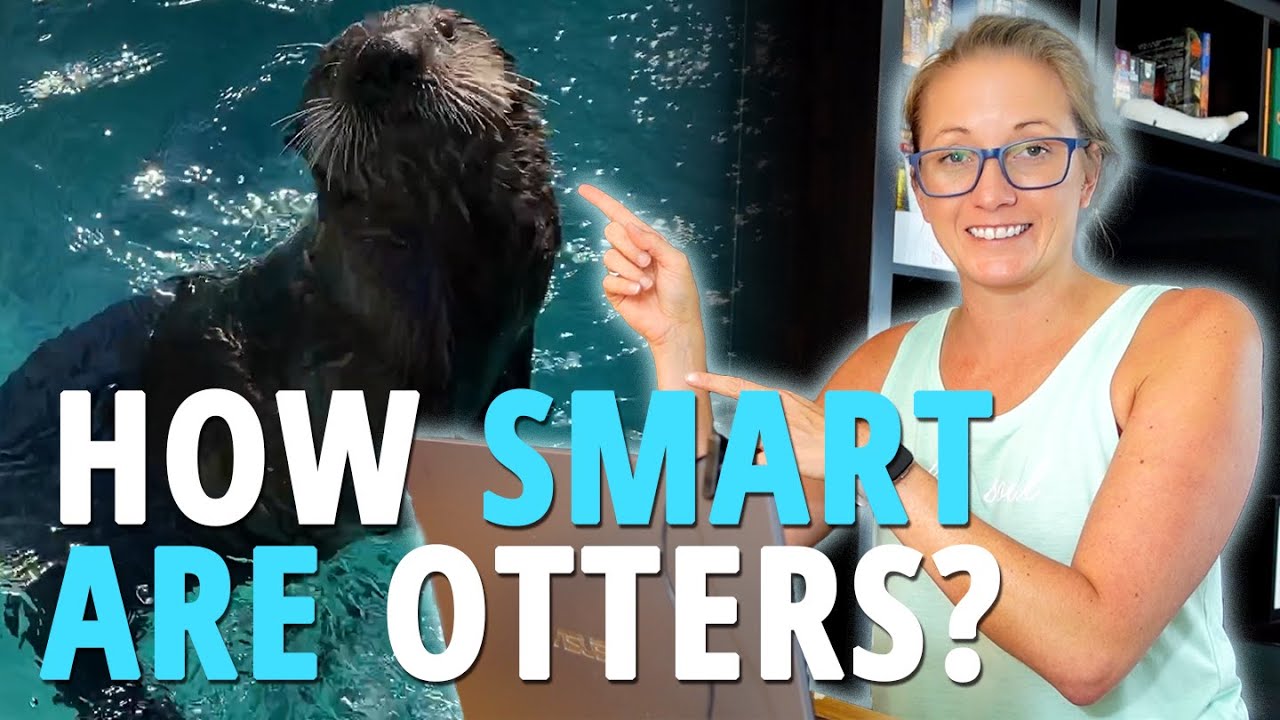 How SMART Are Sea Otters? A Marine Biologist EXPLAINS - YouTube