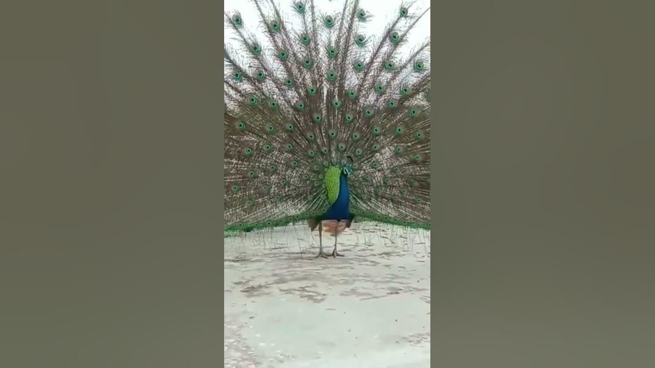 Beautiful Peacock Dance 🦚🦚🦚 Shortvideo Youtubeshort Peacock Youtube