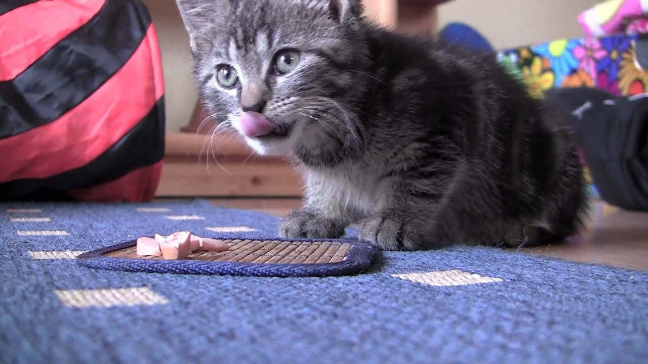 Baby cat eating a Wiener - YouTube