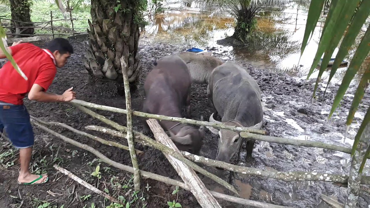 KERBAU di Bangka Belitung Desa Kelumbi Bangka Barat - YouTube