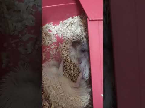 hedgehogs mating.