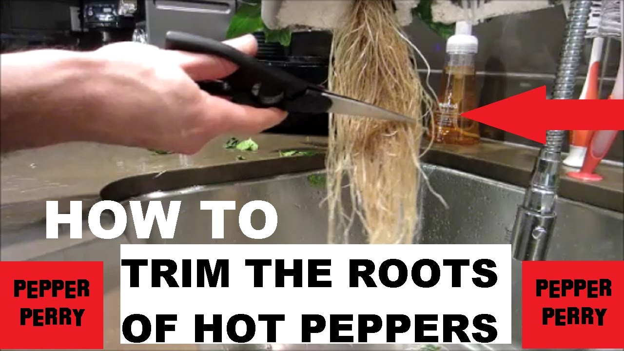 Ep9: How to Trim the Roots of a Hot Pepper | Hot Peppers in an ...