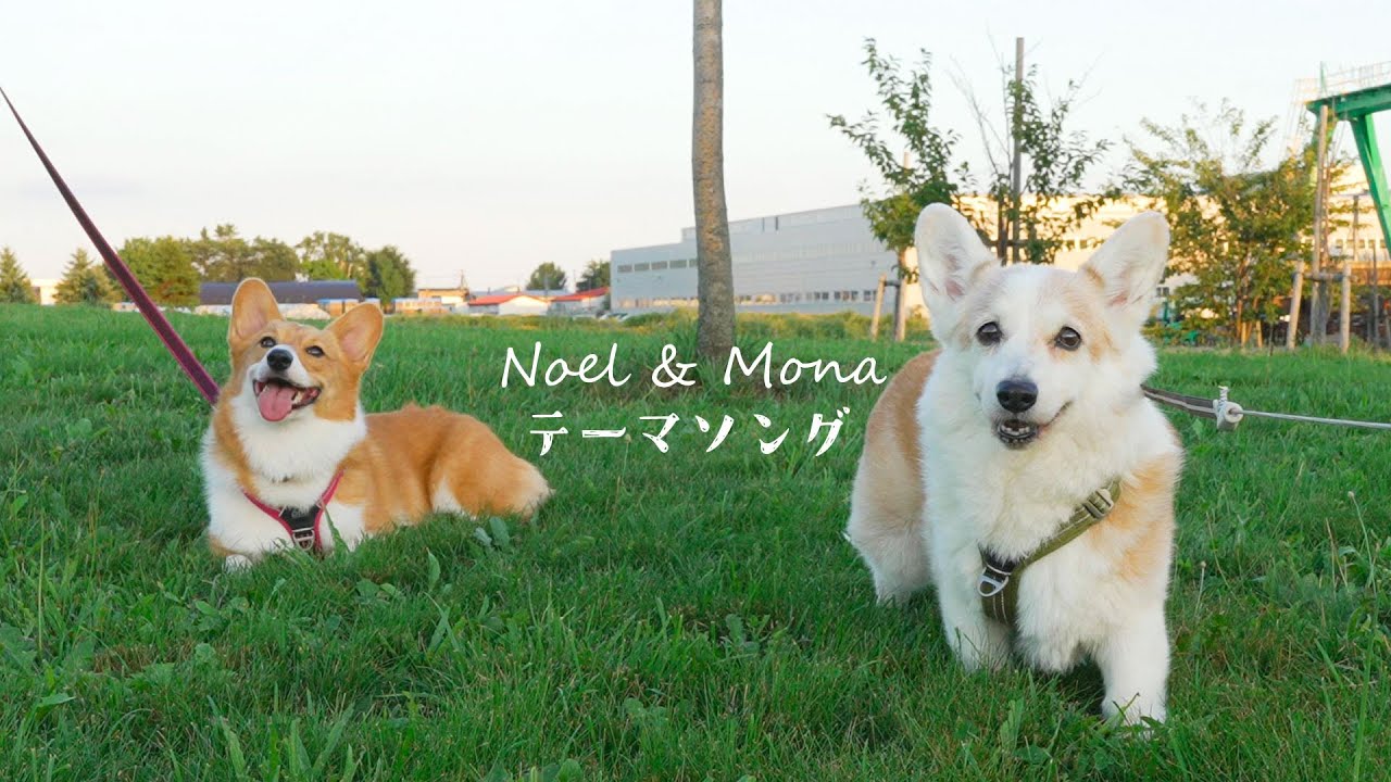 いつも応援ありがとうございます｜ テーマソング [Noel ＆ Mona] - YouTube