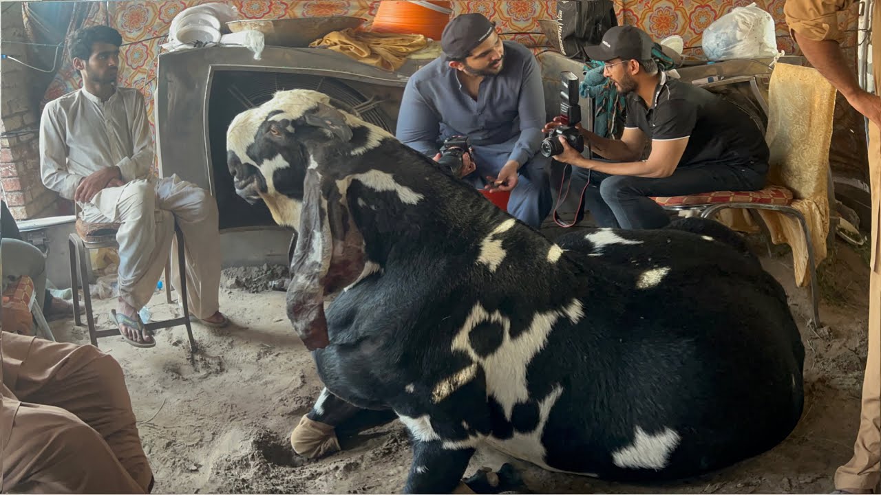World Heavyweights Bakra Show 2024 Lahore #bakra #bakra #goat #cow # ...