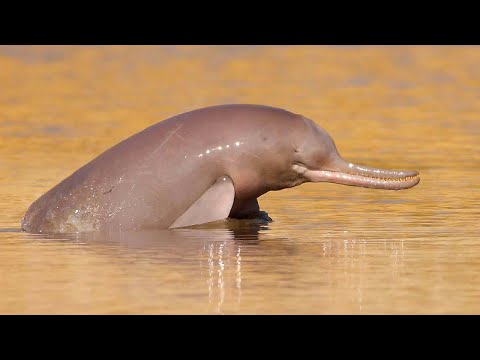 The Indus River Dolphin: A Redefined Species