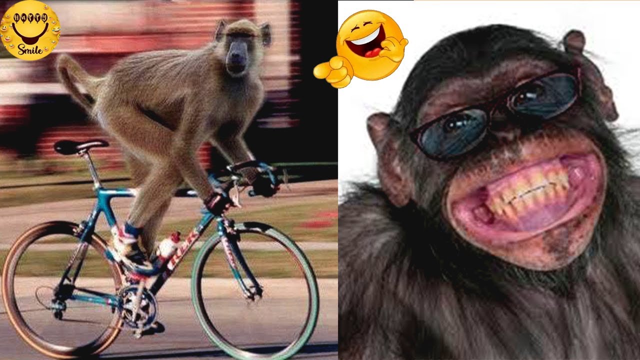 Laugh a Lot With The Funny Moments Of Monkeys 🐵 Funniest Animals Video ...