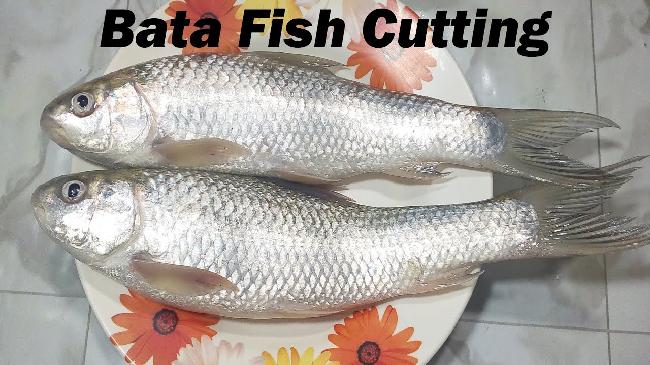 বাটা মাছ কাটা | Bata Mach Kata | Mach Kata | Bata Fish Cutting - YouTube