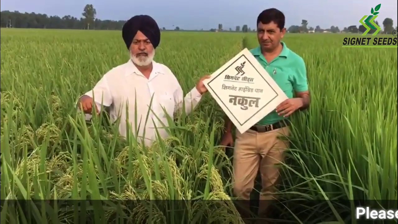 Signet Seeds Hybrid Rice NAKUL | रोपाई के बाद 85 दिन में तैयार | Bir ...