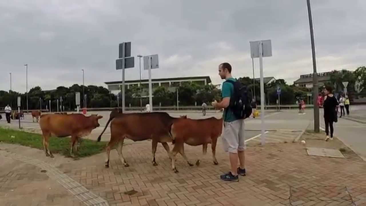 Cows on Lantau Island - Ngong Ping - YouTube