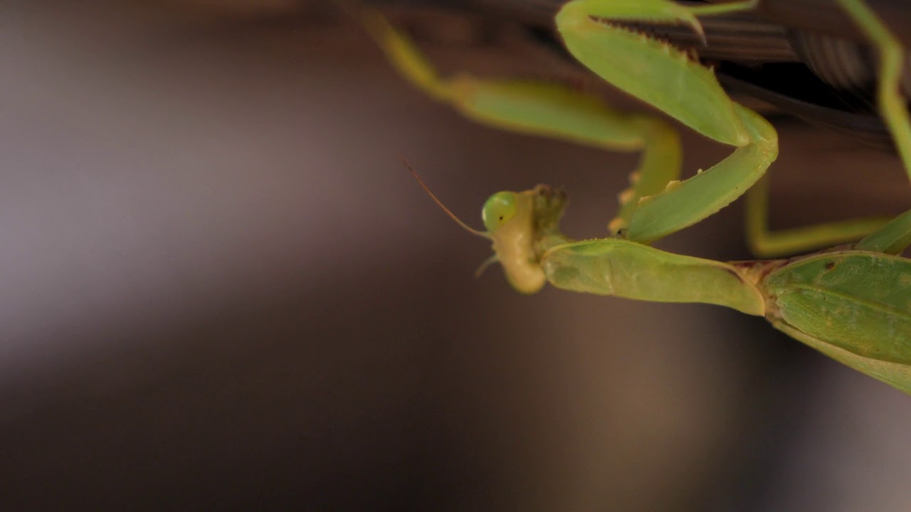 the green praying mantis slowly creeps on a plank bed the concept of ...
