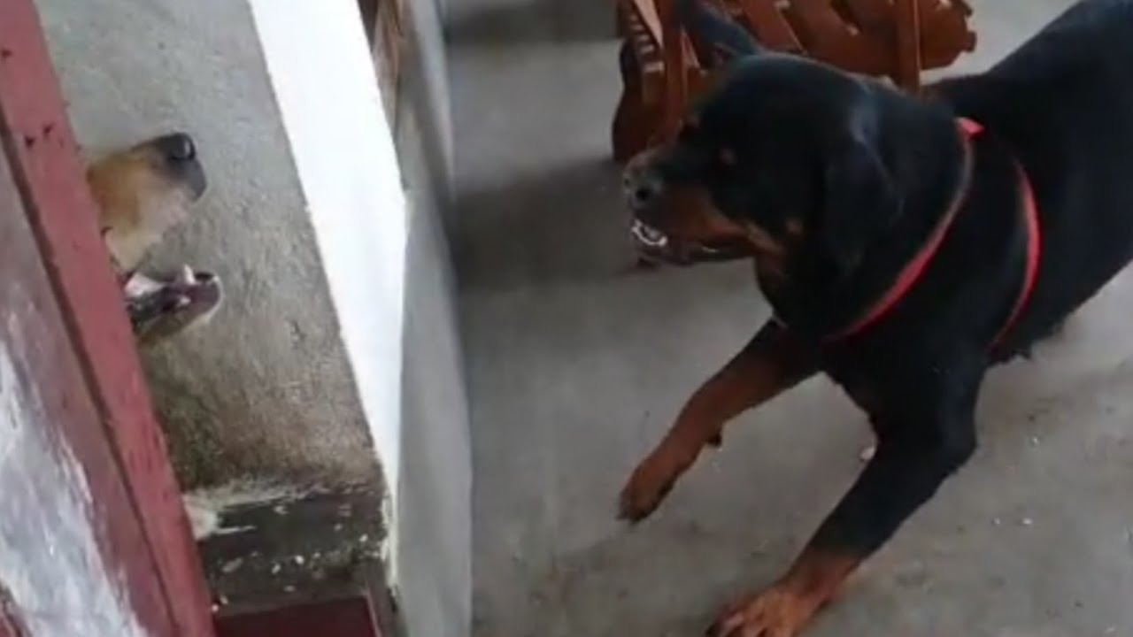 Rottweiler Attack Local Dog | Angry dog | Dog Barking #dog #shortvideo ...