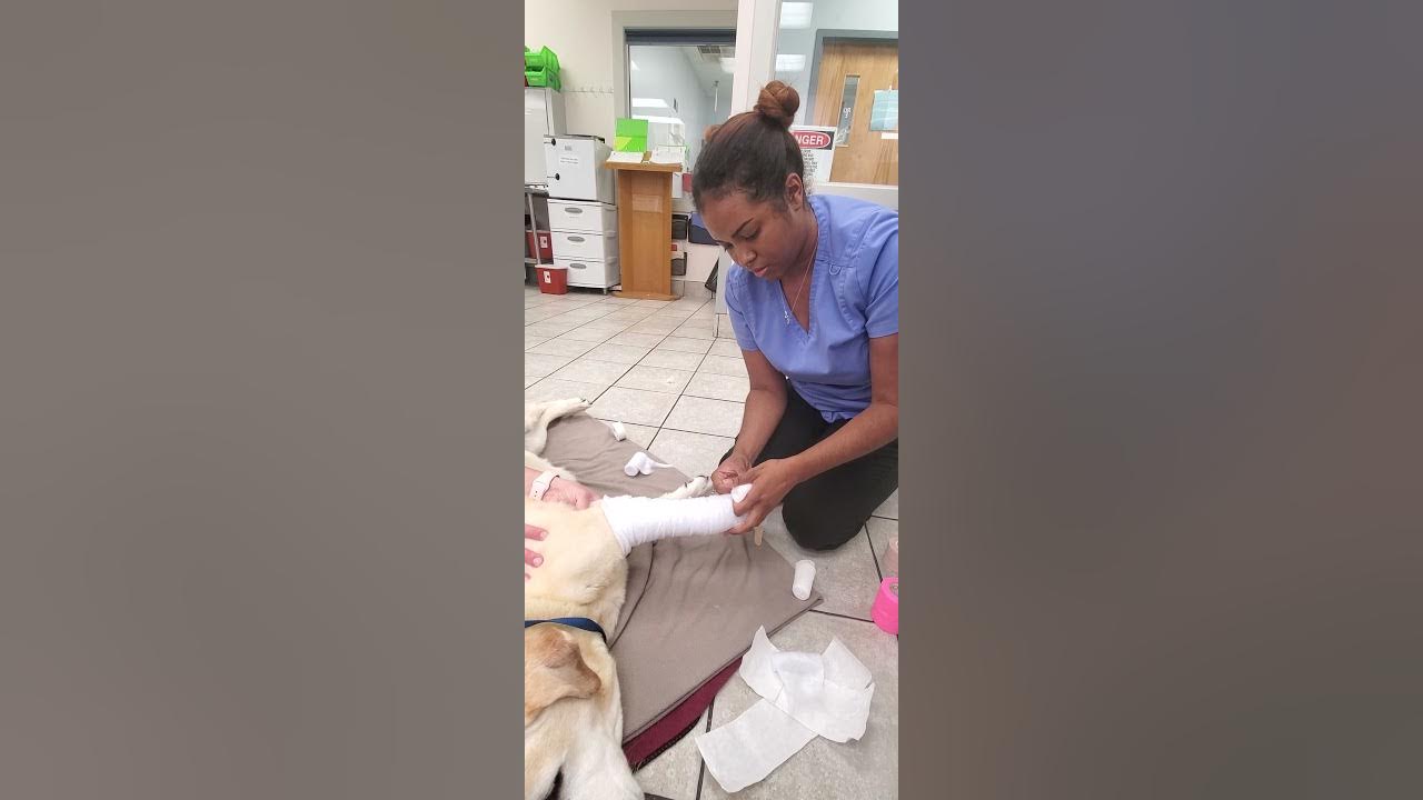 Penn Foster Vet Tech Skill 14 - YouTube