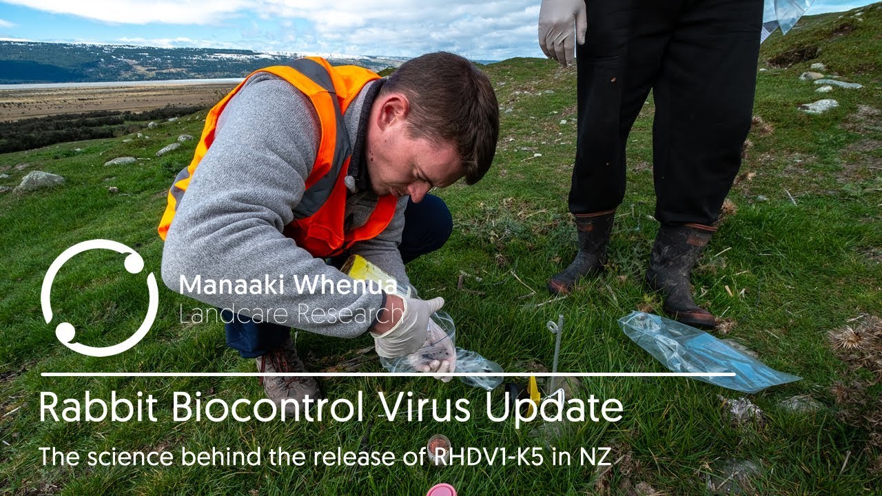Rabbit virus working as expected – the science behind RHDV1-K5 - YouTube