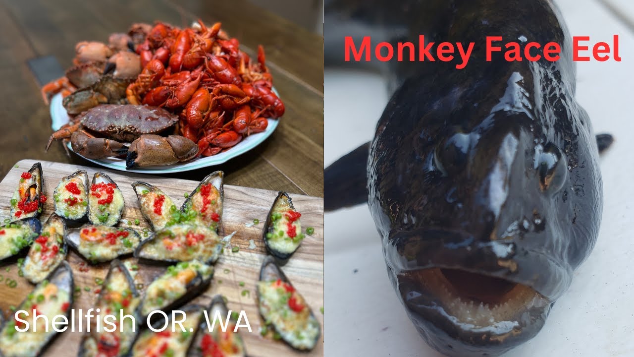 Caught my first Monkey! Fishing Monkey face eel (Prickleback) and ...