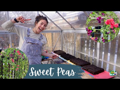 How To Grow Sweet Peas In A Greenhouse
