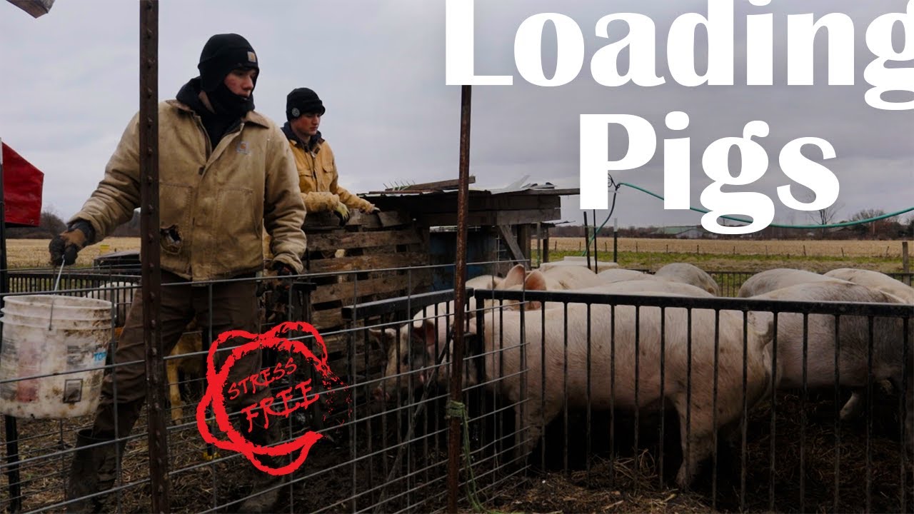 Watch this before loading pigs| How to Load Pigs Stress Free! - YouTube