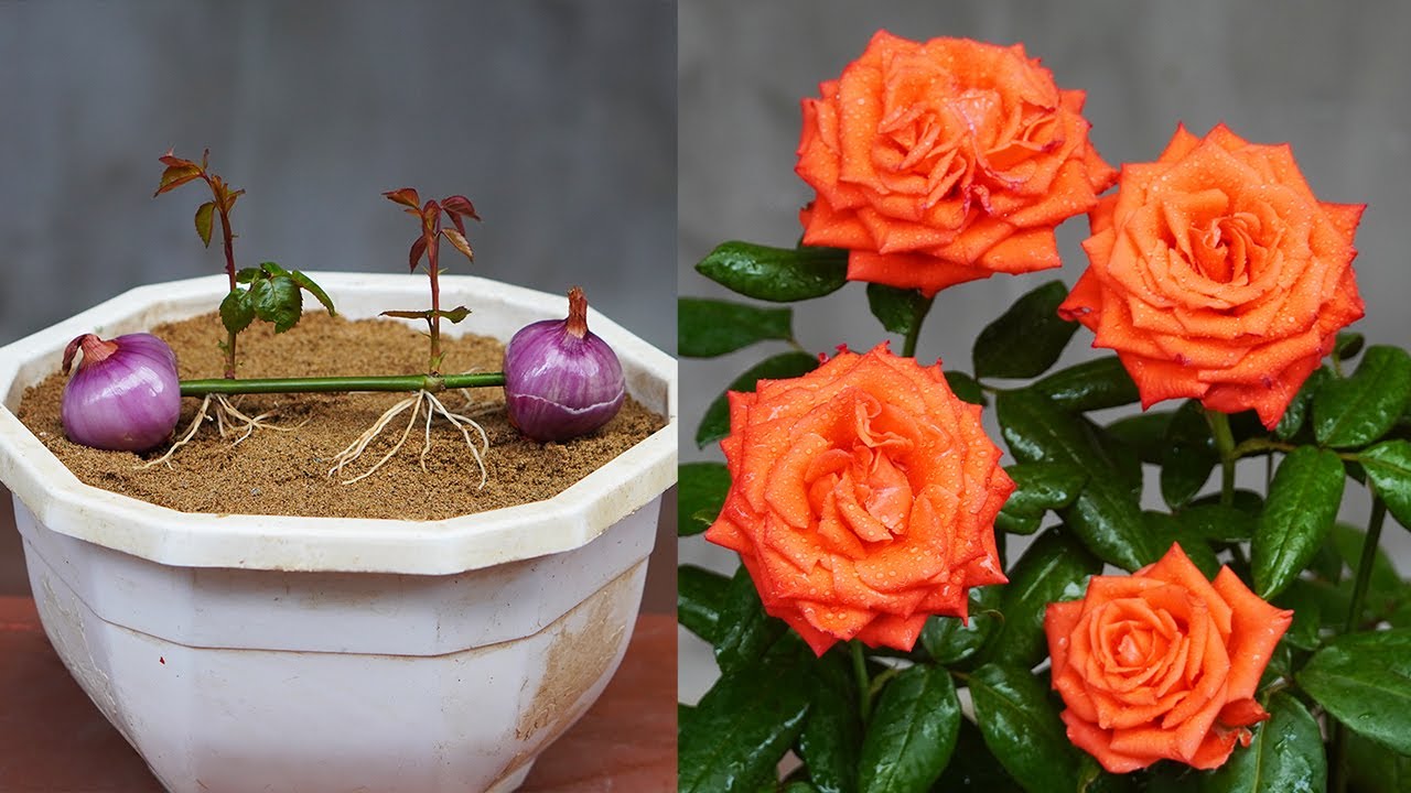 The Secret to Year Round Rose Blooms Pro Gardening Techniques Revealed ...