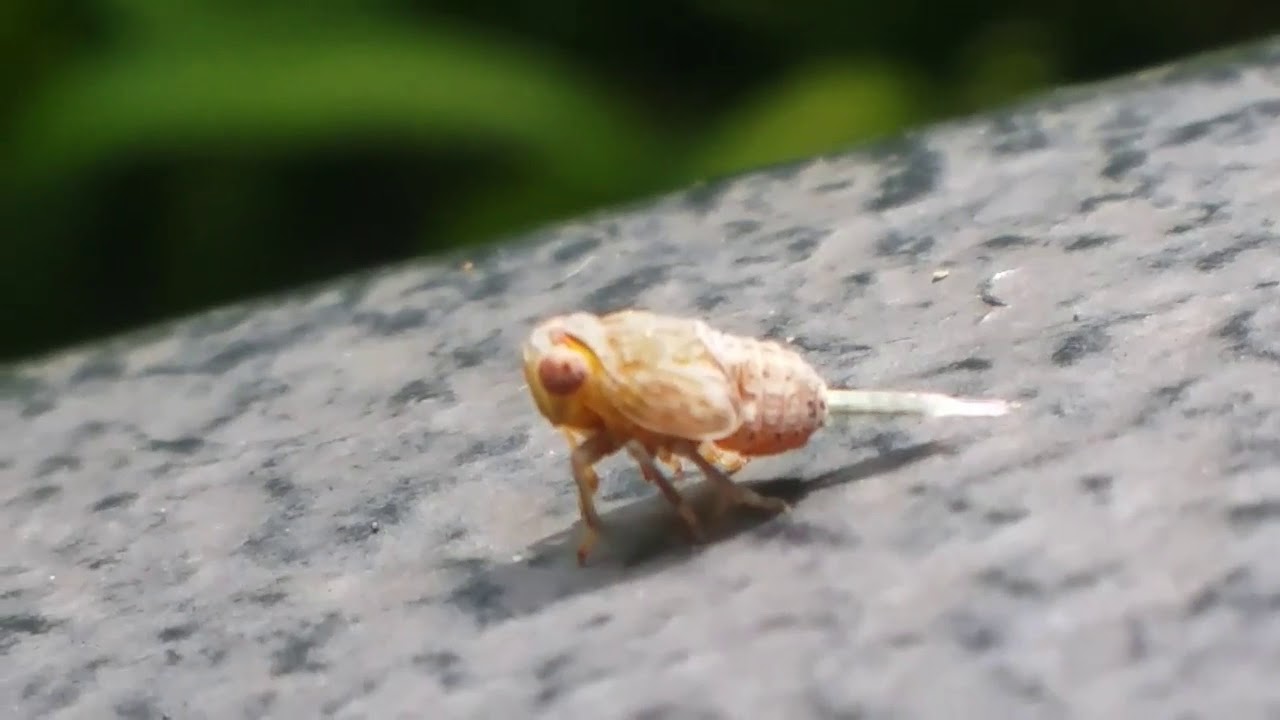 Plant Hopper Nymph in Singapore - YouTube