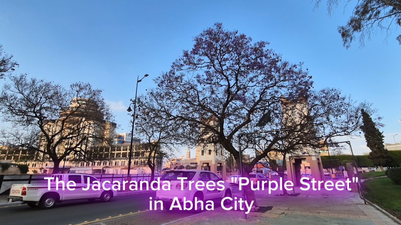 The Jacaranda Trees "Purple Street" in Abha City #travel #roadtrip # ...
