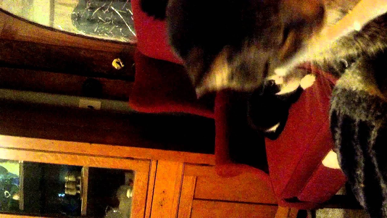 Loftus the cat brushing his teeth - YouTube