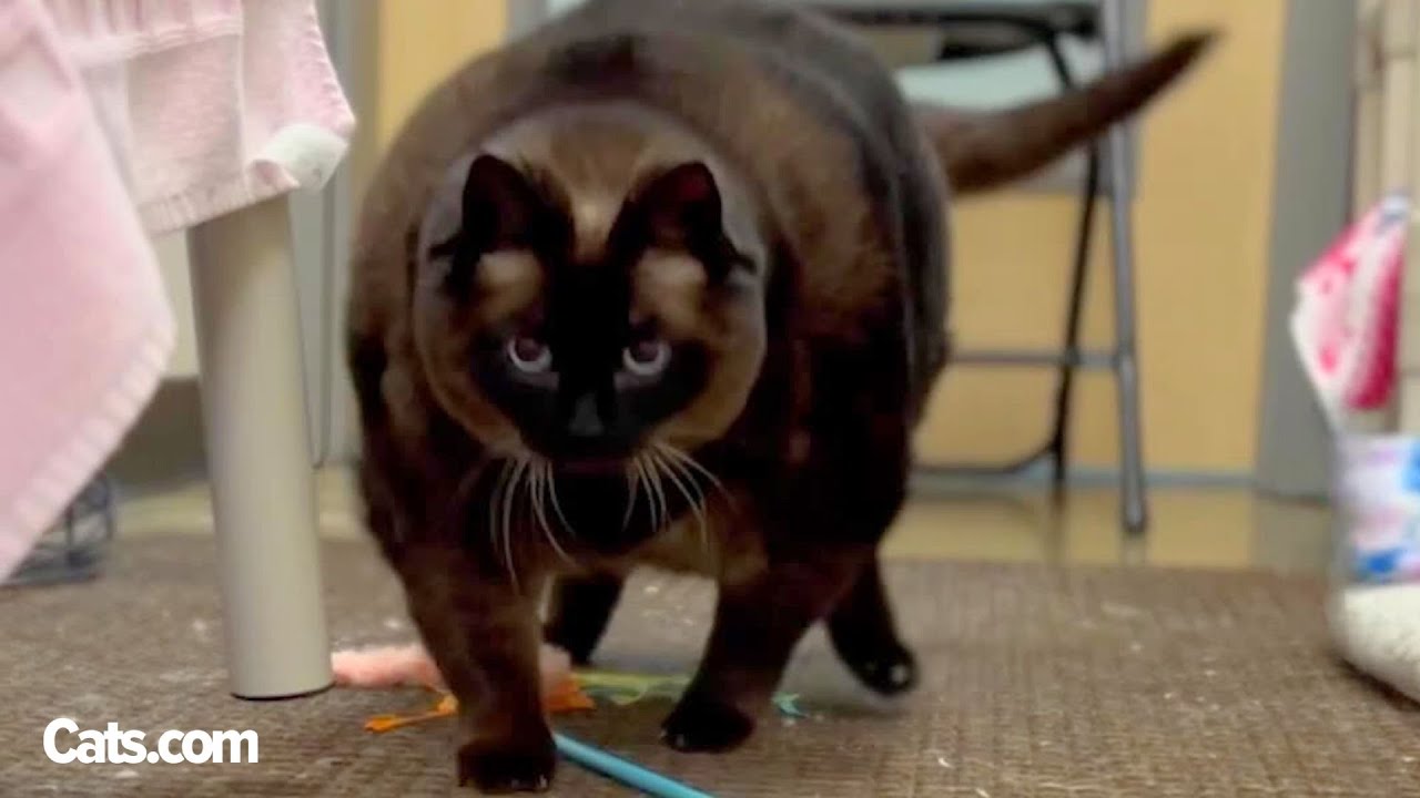 Overweight Cat Has Huge Transformation! | The Cat Chronicles - YouTube
