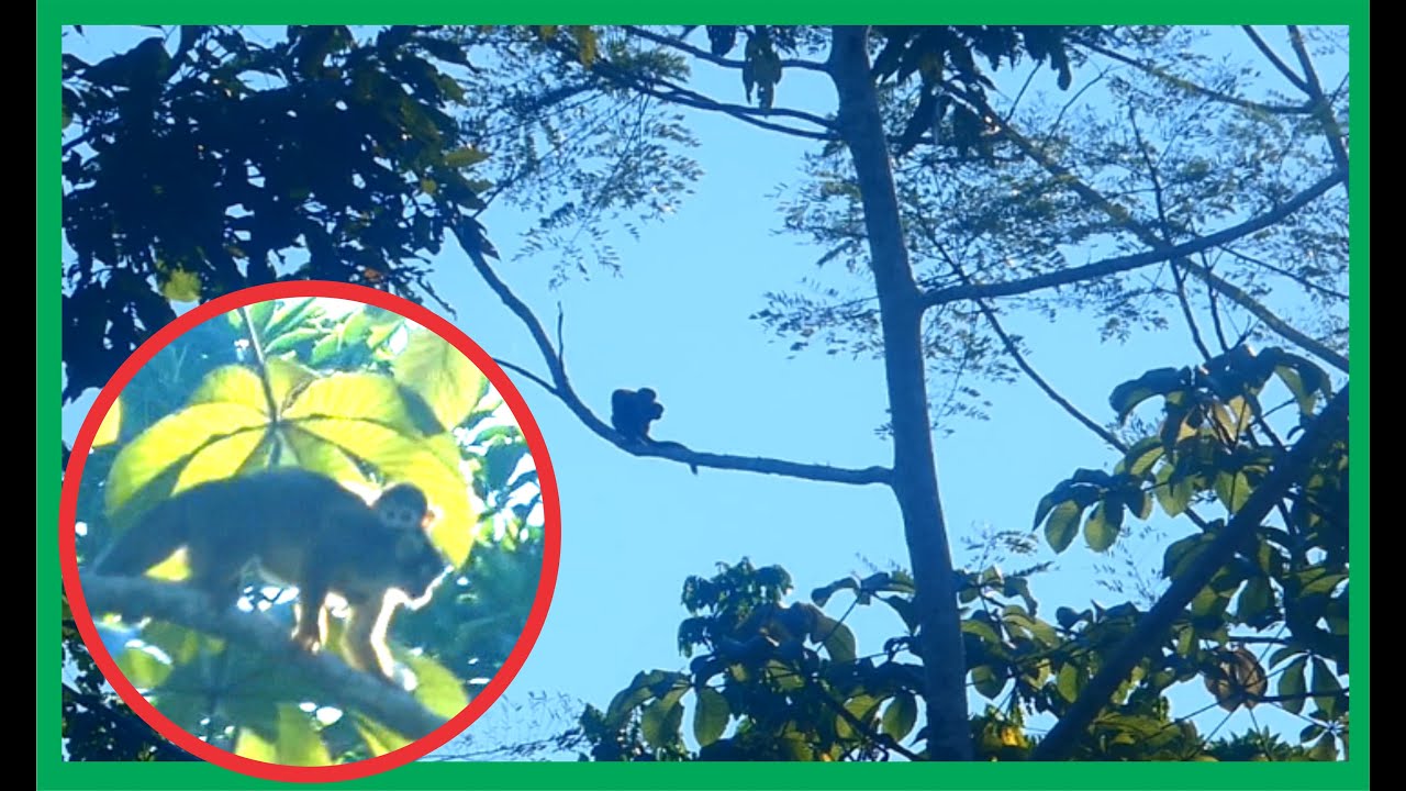 mono fraile, madre y su cría pasean de rama en rama, en su habitad ...