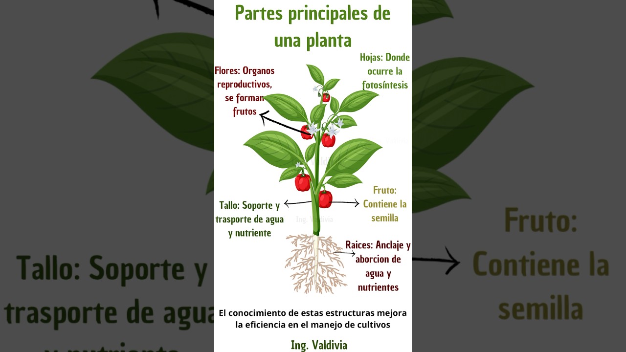 Partes De Plantas Por Qué Mis Plantas Parecen Tener Nuevas Raíces