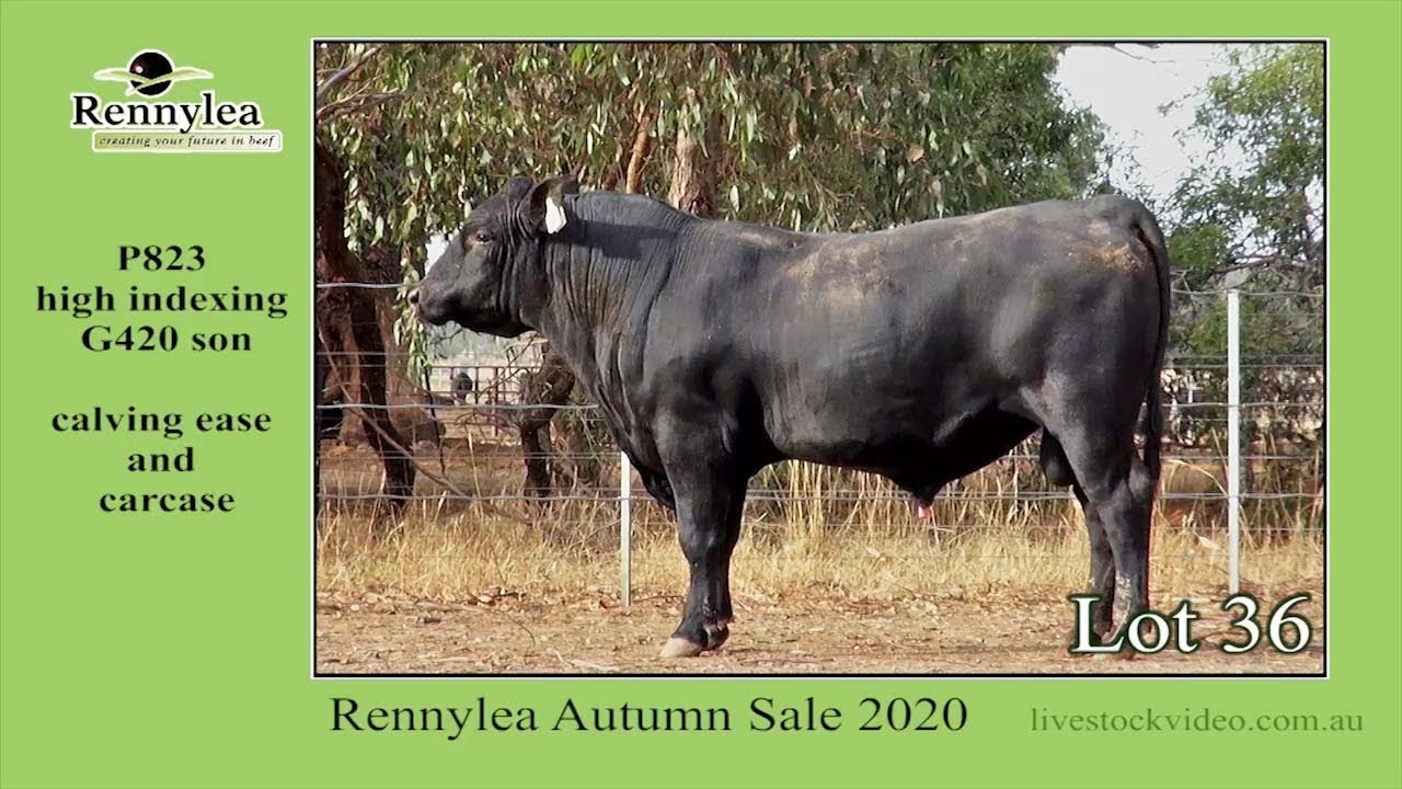 Lot 36 Rennylea 2020 - YouTube