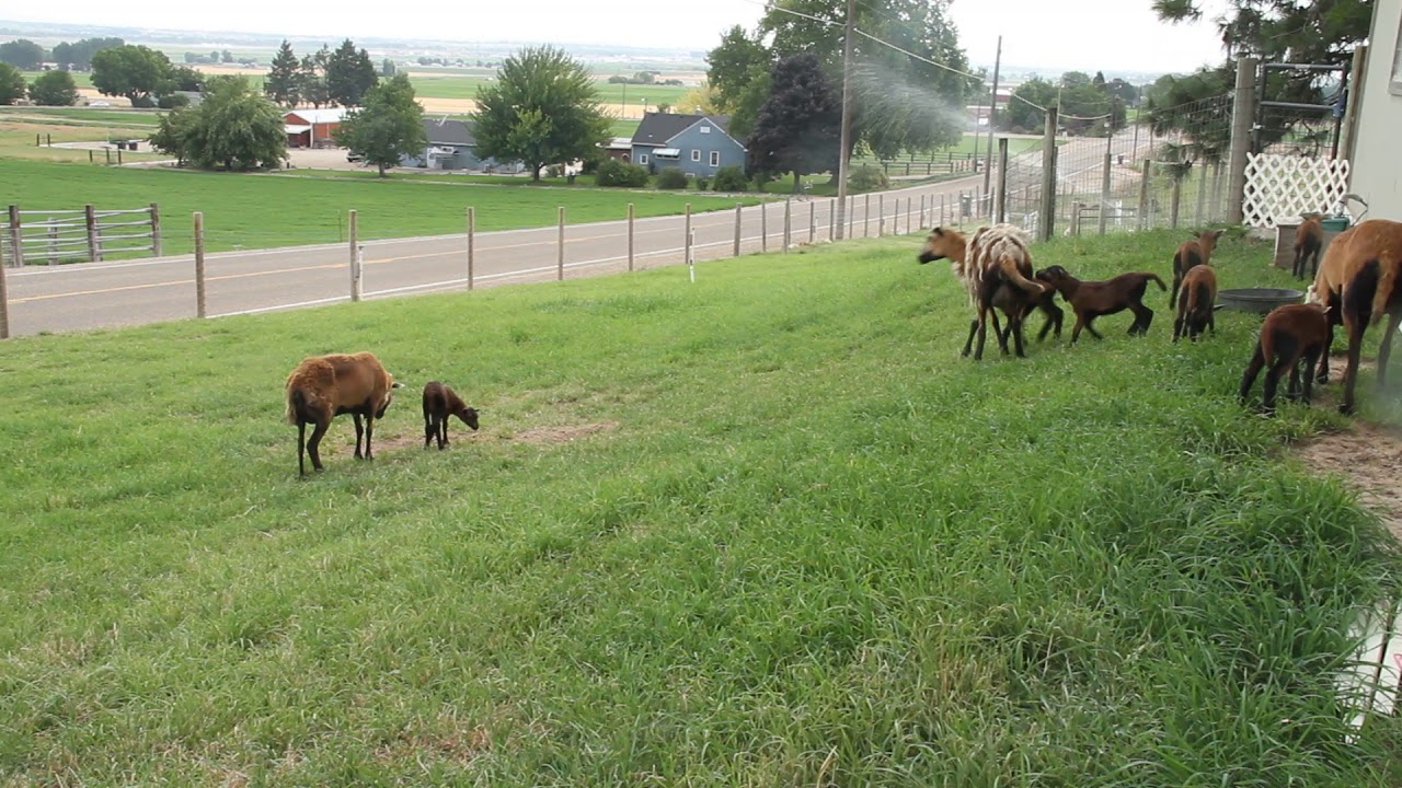 1-2 week old Barbados (American Blackbelly Lambs) playing. - YouTube