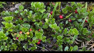 Mondays with Martha #219 - Native Lakeshore Shrubs - Bearberry