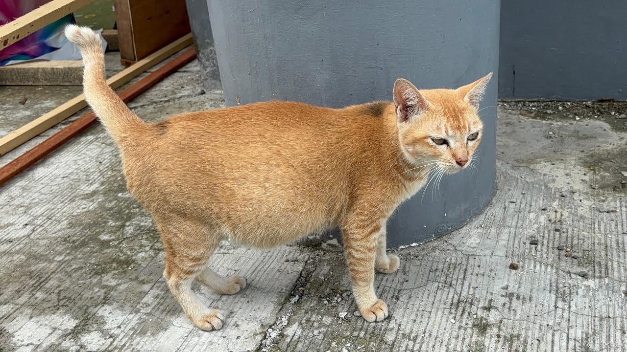 Feeding a pregnant orange cat - YouTube