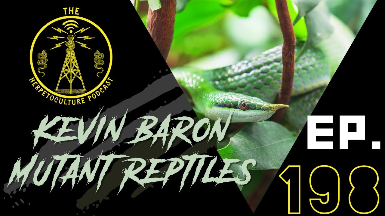 Kevin Baron - Mutant Reptiles | THP - #198 - YouTube