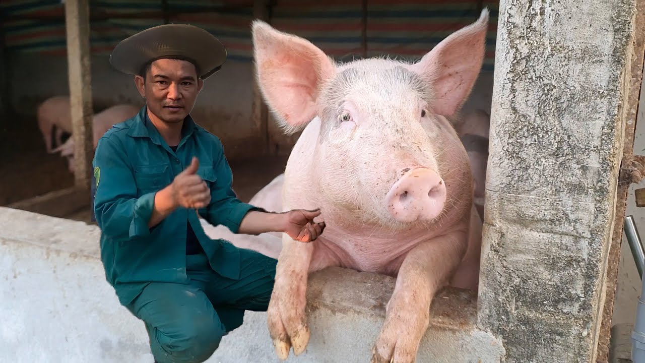 How I take care of pigs, divide food for 20 pigs on my farm. - YouTube