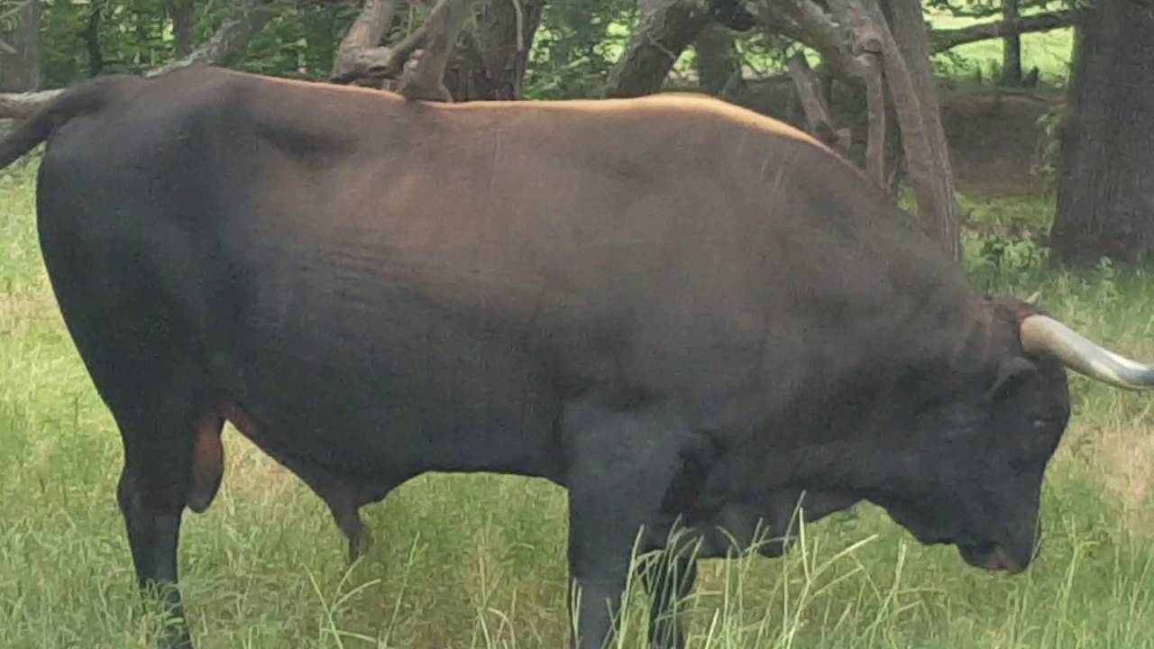 Corriente Bull using a mesquite tree as a back scratcher - YouTube