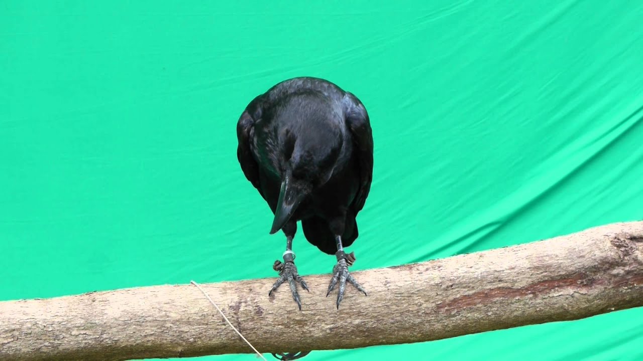 Raven - Green Screen Test - YouTube