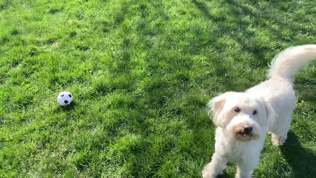 Loki and Joey - YouTube