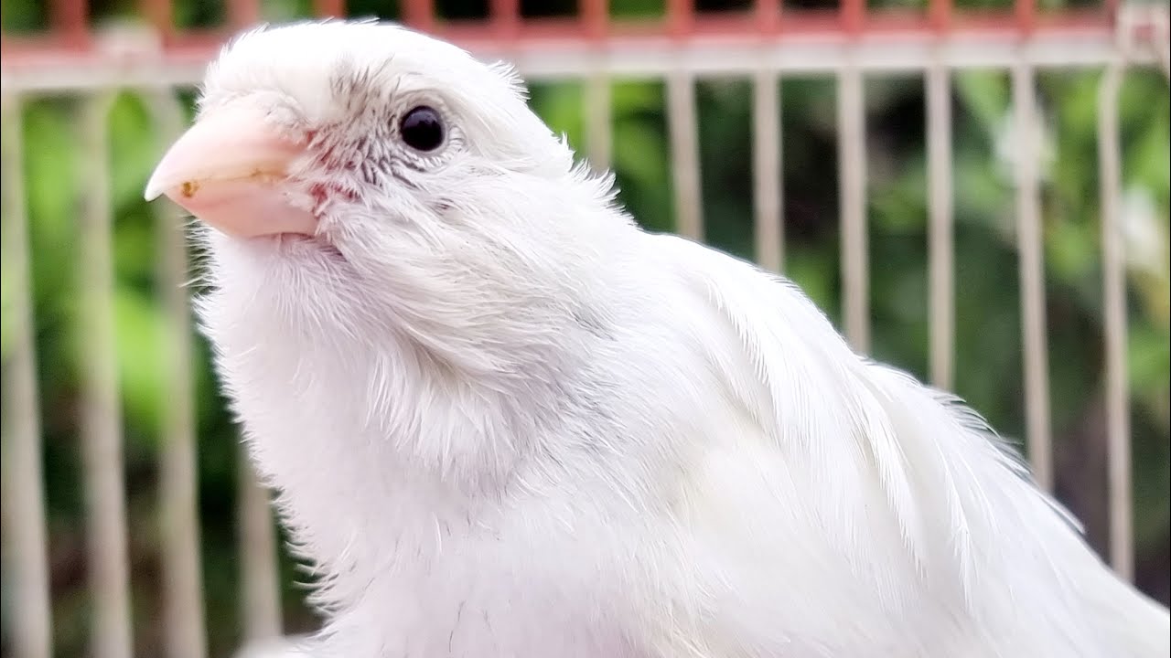 Canary Singing Training For First Time Young Canary | Best Canary ...