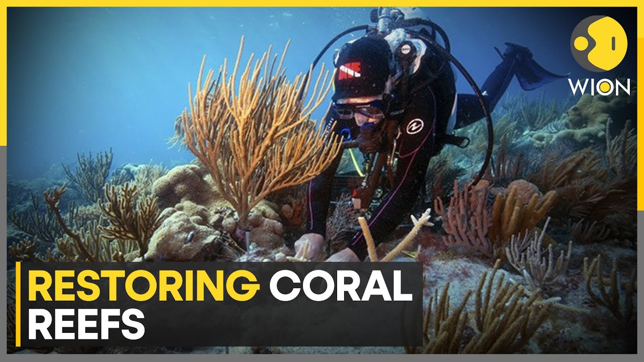 Land-based farms helping restoration of coral reefs | WION - YouTube