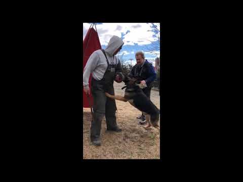 Bite work compilation of IPO style protection training - YouTube