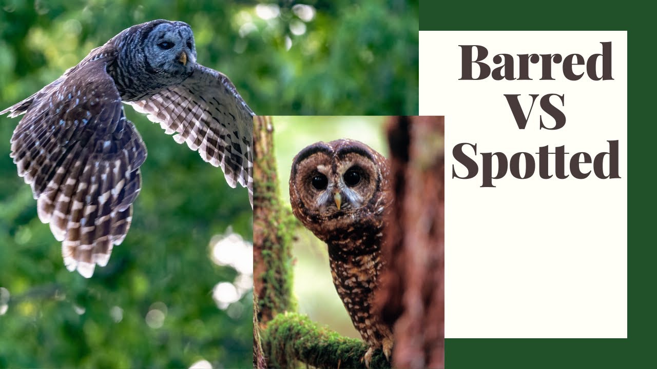 Barred vs. Spotted Owl: The Battle for the Forest - YouTube