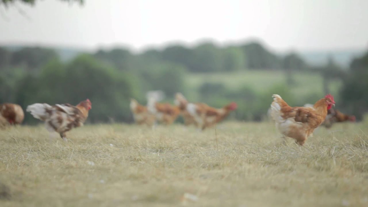 Les poulets Bio de Loué à Tout-Joly - YouTube