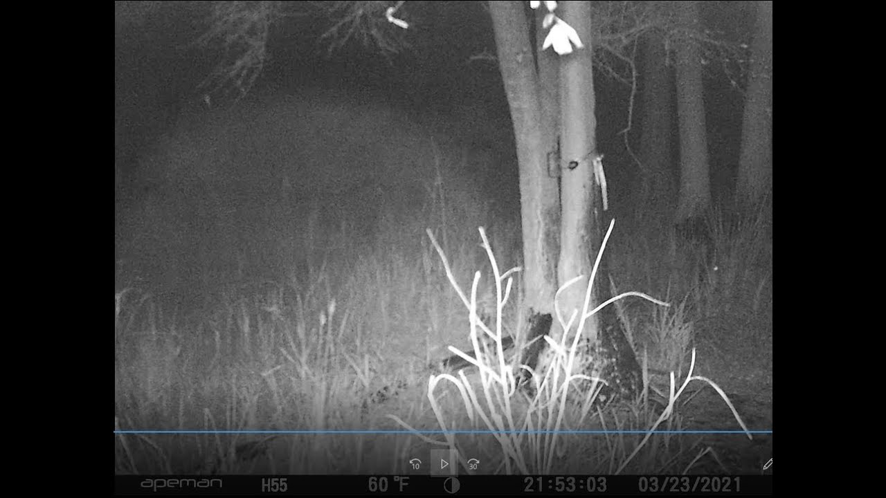 Looking At Past Orbs On Game Camera Footage - YouTube