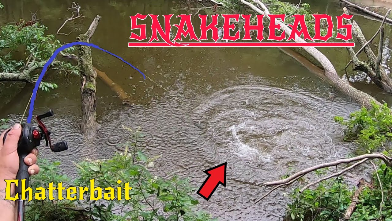 How to catch snakeheads after a heavy rain, Chatterbait fishing ...